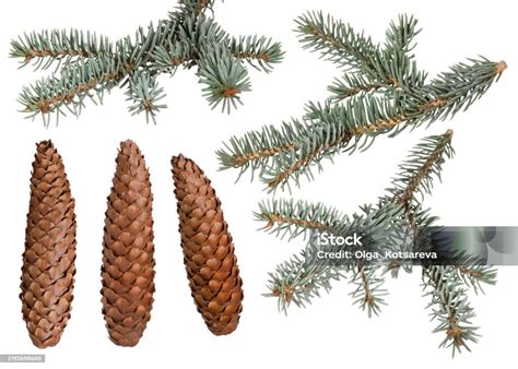 신선한 푸른 가문비 나무 가지와 원뿔 흰색 배경에 고립 된 설정 0명에 대한 스톡 사진 및 기타 이미지 0명 가문비나무 개체 그룹 Istock