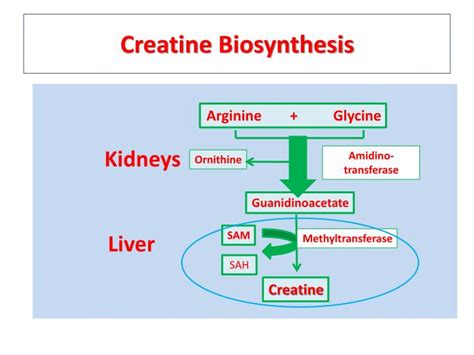 Ppt Creatine Metabolism Powerpoint Presentation Id 3741675
