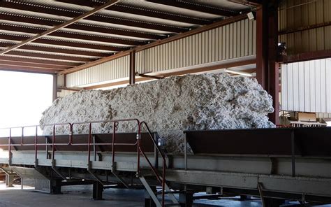 العربية لحليج الأقطان تقترح توزيع كوبون نقدي 10 قروش للسهم معلومات مباشر