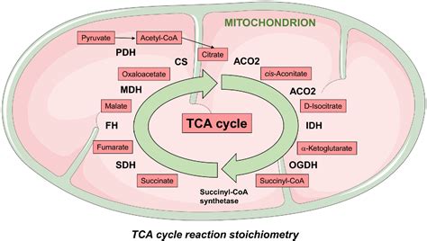 Figure 1 From TCA Cycle Signalling And The Evolution Of Eukaryotes Semantic Scholar