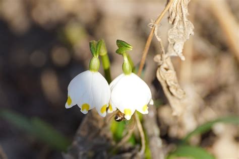 스노우 드롭 꽃들 흰색 꽃 Pixabay의 무료 사진 Pixabay