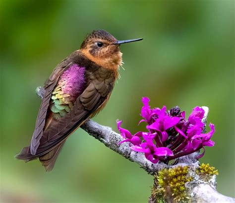 What Is The Essence Of Iridescence Ask A Hummingbird Living Bird