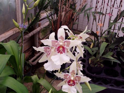 Oncidium Culture Sheet — Illinois Orchid Society