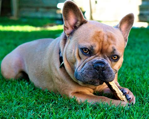 Французский бульдог фото описание породы цены отзывы владельцев