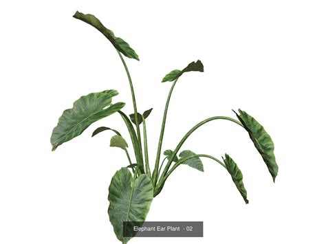 Elephant Ear Plants 3d Model Collection Cgtrader
