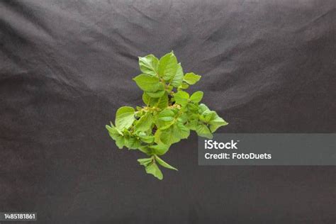 짙은 검은색 직물 구멍에 있는 녹색 감자 식물은 땅에 스펀본드를 뿌린다 근접 촬영 하향식 보기 0명에 대한 스톡 사진 및 기타 이미지 Istock