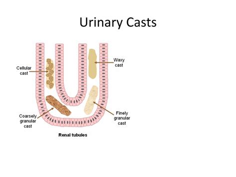 Ppt Renal System Images Powerpoint Presentation Free Download Id