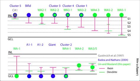 61 4 Sixteen Types Of Wide Field Amacrine Cell Identified By Badea And