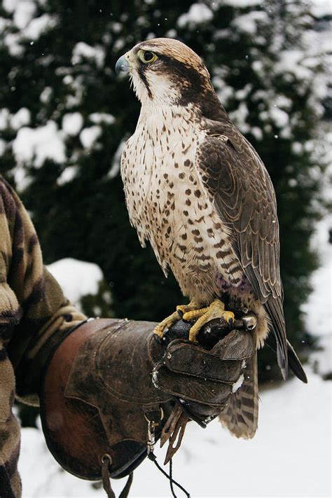 Falcon Balancing On The Hand Of Falconer Photograph By Adam Kokot