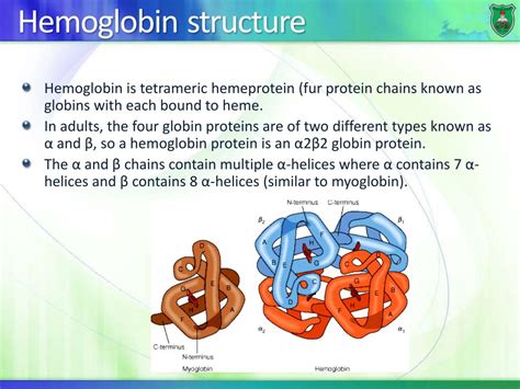 PPT Globular Proteins Myoglobin And Hemoglobin PowerPoint Presentation ID 6183537