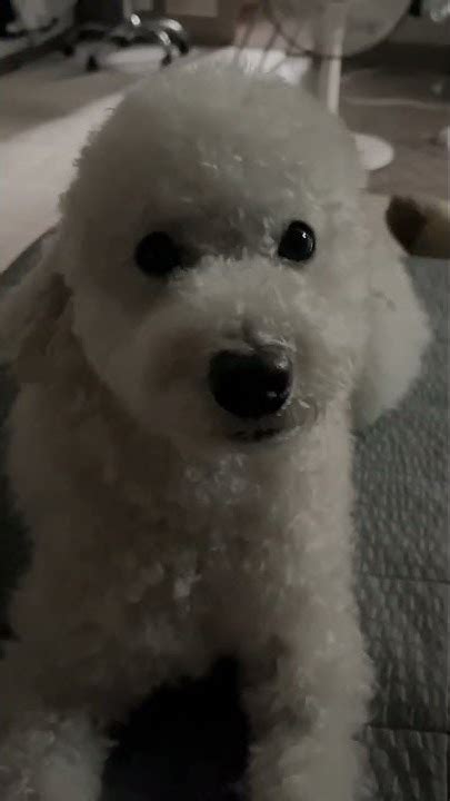 하프물범🦭 Youtube