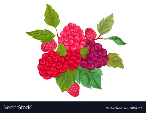 Raspberry Berry Royalty Free Vector Image VectorStock