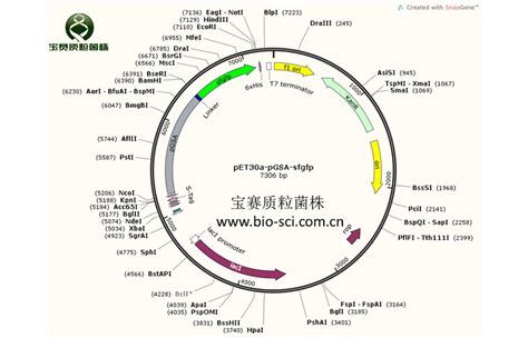 大肠杆菌表面展示载体，t7启动子，兼容bl21（de3）宿主菌，gsa铆定蛋白，融合带有sfgfp荧光蛋白 诱导型质粒表达 大肠杆菌重组表达菌株 重组表达菌株构建 宝赛质粒菌株公司