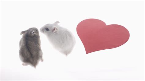 scientists found a neural circuit in male mice that plays a key role in