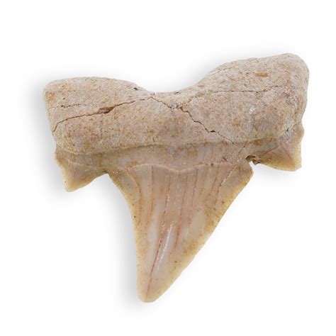 Dinte De Rechin Fosilizat Din Maroc B21 Pe Stonemaniaro