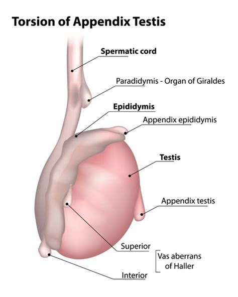Appendix Testis Over 4 Royalty Free Licensable Stock Illustrations