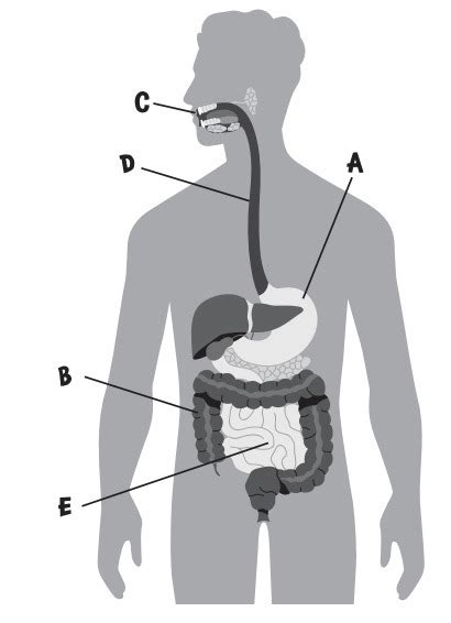 Chapter 5 Human Digestive Systems Diagram Quizlet