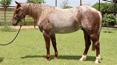 Lines Of Blaschko Western Horseman