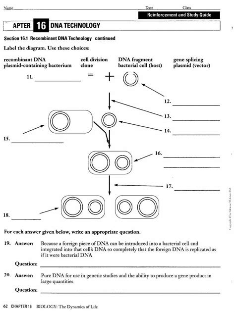 Dna Structure And Replication Review Worksheet Db Excel