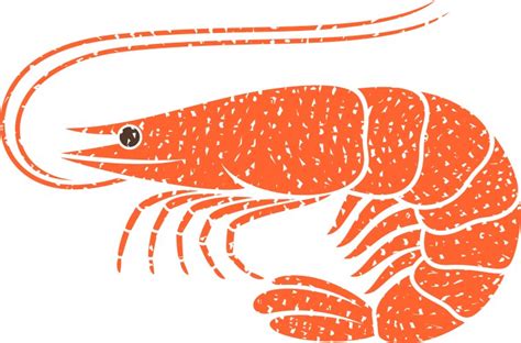 Shrimp Royalty Free Vector Image Vectorstock