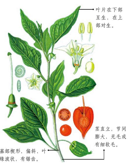 酸浆 中国的野菜轻 图片