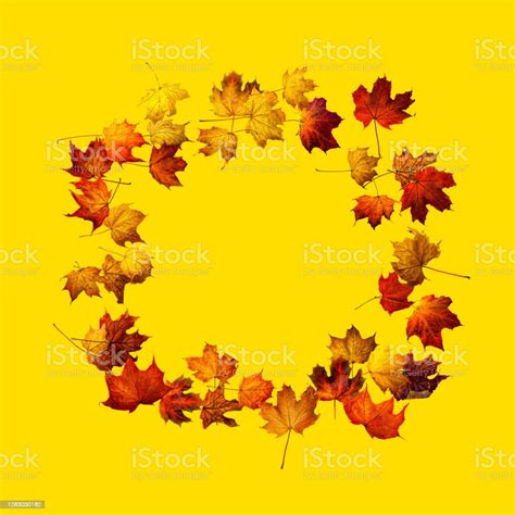 노란색 배경에 고립 된 다채로운 단풍 단풍 나무 잎의 테두리 프레임 0명에 대한 스톡 사진 및 기타 이미지 0명 10월 11월 Istock