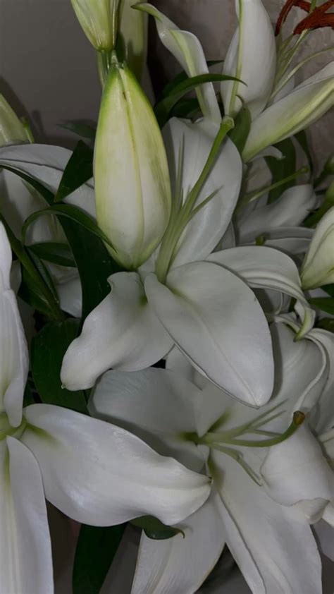 Пин на доске Flowers в 2024 г Лилия букет Лилии Белые лилии