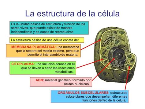 La Estructura De La Célula Estructura De La Celula Lecciones De Biología Notas De Biología