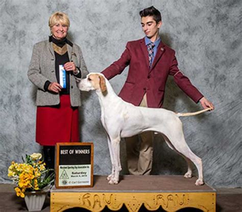 Marjetta Pointers And English Cockers News