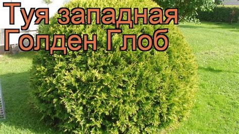 Туя западная Голден Глоб (golden globe) 🌿 обзор: как сажать, саженцы ...