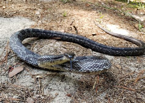 Rat Snake Identification