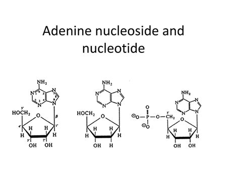 Adenine Structure