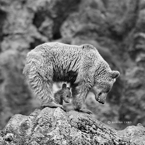 Wildlife Photography By Marina Cano Incredible Snaps