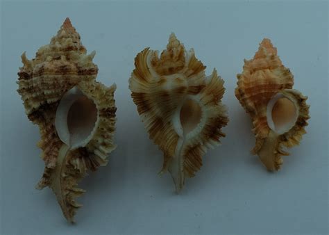 Philippine Murex Shells Assorted Murex Shells Oddities Taxidermy Etsy