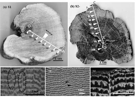 Cross Sections Of H Ammodendron Stems From The Gurbantünggüt Desert Download Scientific