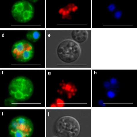 Staining Of Cod Egfp Expressing A Limacinum With Mitotracker® Red