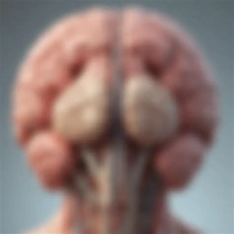 Exploring The Forebrain Key Insights Into Cognition