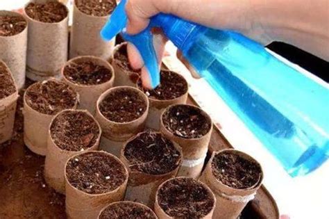 用啤酒浇花怎样才能爆盆比施肥还管用啤酒浇花效果真是太好了