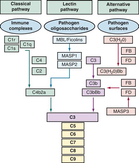 infectious complications of complement deficiency and diseases of its