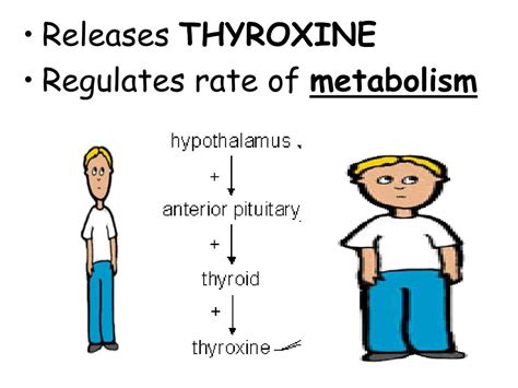Ppt Understanding Endocrine Glands Functions Hormones And Their