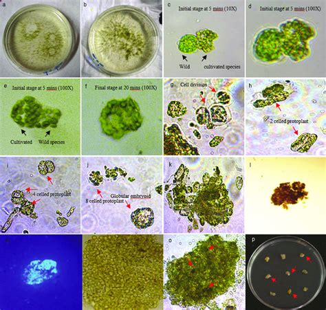Somatic Hybridization Of Cultivated And Wild Species Of Okra A B Download Scientific
