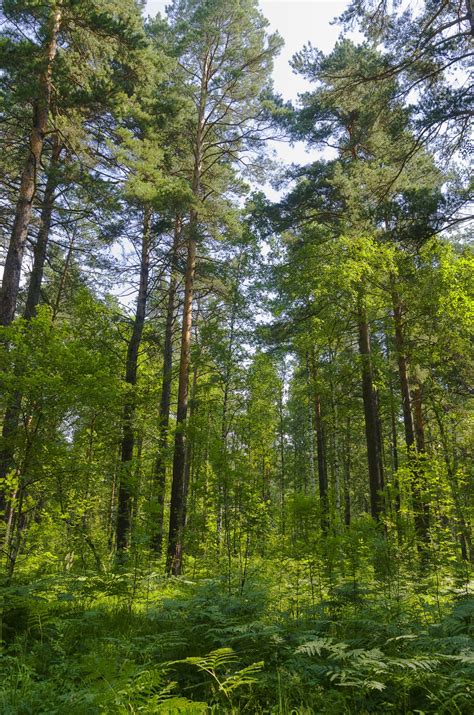 무료 이미지 황야 목초지 여름 소나무 전나무 산등성이 구과 식물 이파리 가문비 초목 열대 우림 작은 숲 삼림지 서식지 낙엽송 생태계 맑은 날