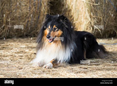 Scottish Shepherd