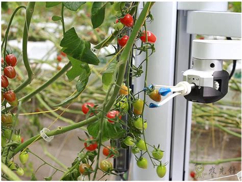 机器人采摘识别农作物的成熟度智慧农业 农博士农先锋网