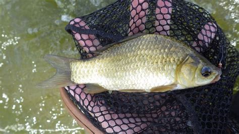 თევზაობა საპატრიარქოს ტბები Youtube