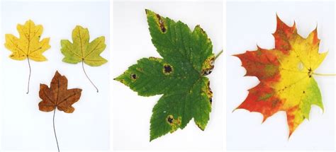 Sycamore Tree Leaf Vs Maple Trees