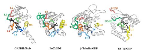Nucleotide Binding Domains Of Gapdhgdp A Pdb Entry 1gyp Ftszgdp
