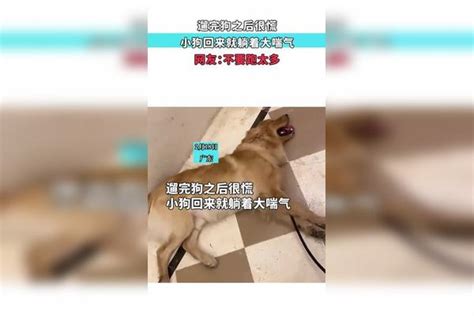 遛完狗之后很慌小狗回来就躺着大喘气网友不要跑太多