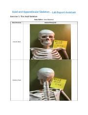 Axial And Appendicular Skeleton RPT Docx Axial And Appendicular Skeleton Lab Report