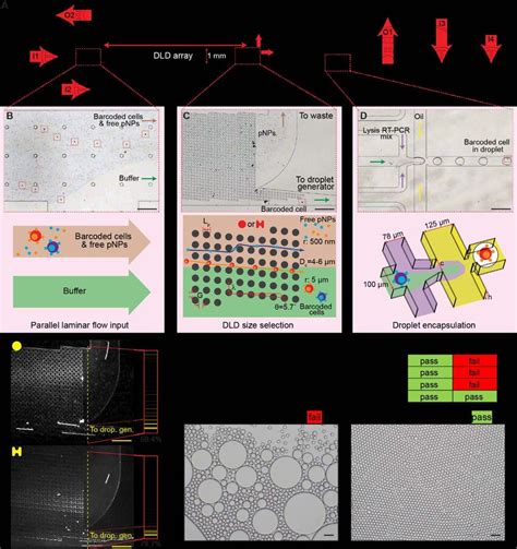 microfluidic device for mate seq a the device integrates a dld array